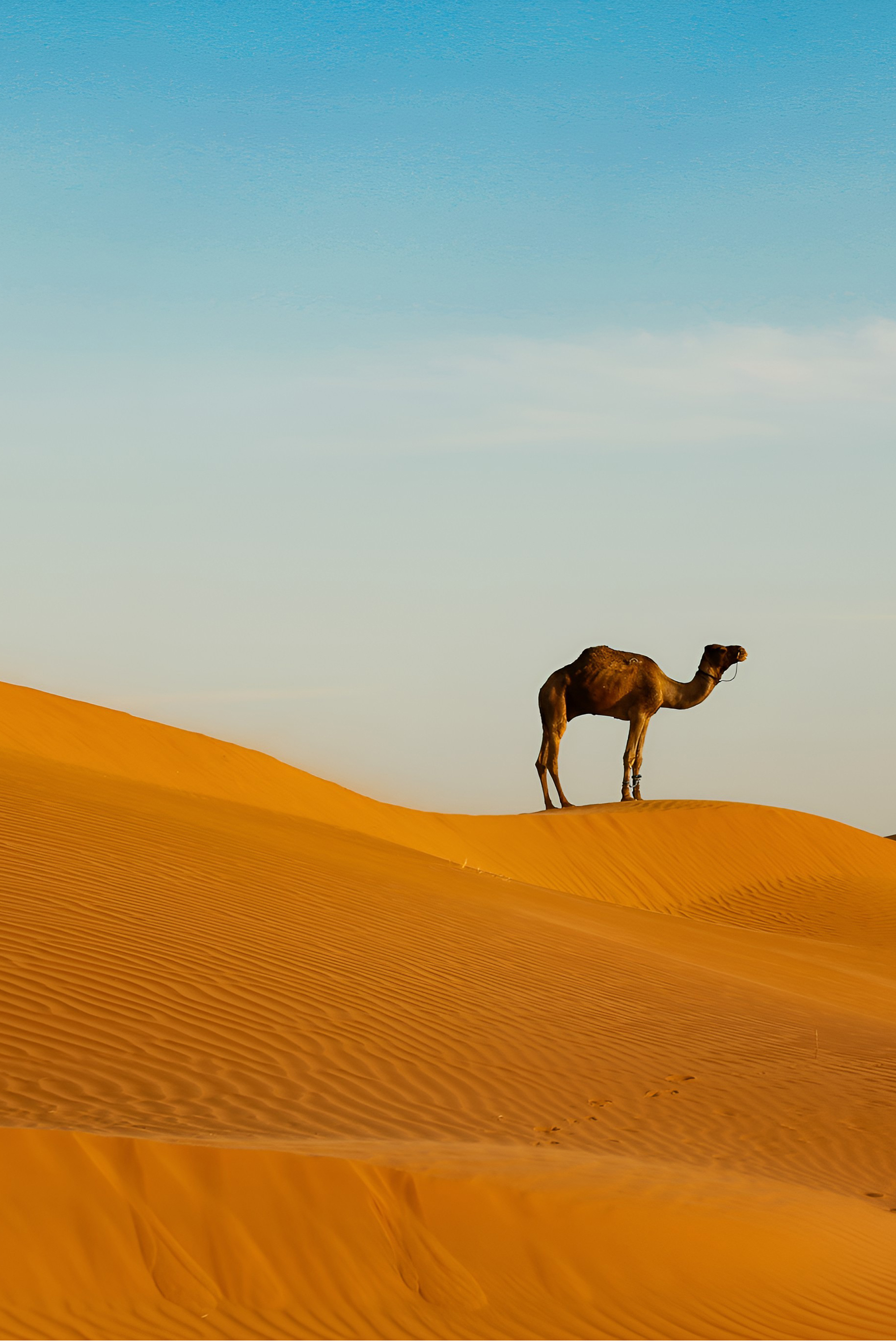 Sahara Desert Trail Morocco : Accueil